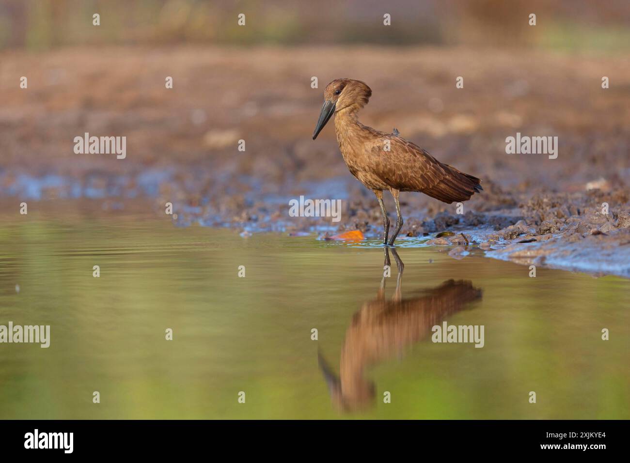 Hammerhead, Hammerhead, Hamerkop, (Scopus umbretta), Ombrette africaine ...