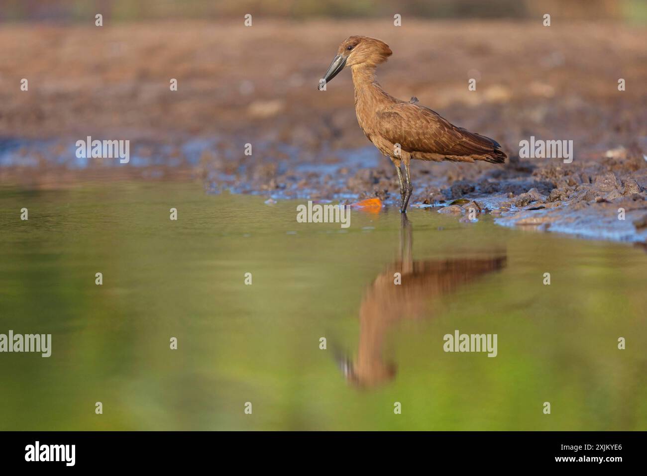 Waterbird behavior hi-res stock photography and images - Alamy