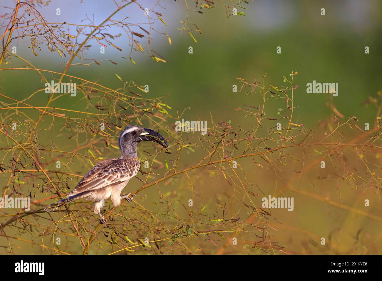 Foraging hornbill hi-res stock photography and images - Alamy