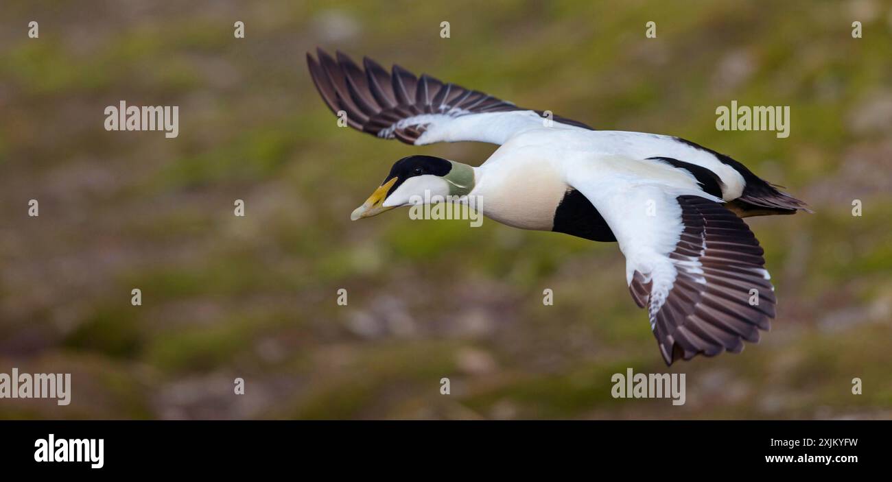 Common eider (Somateria mollissima), duck, drake, flight photo ...