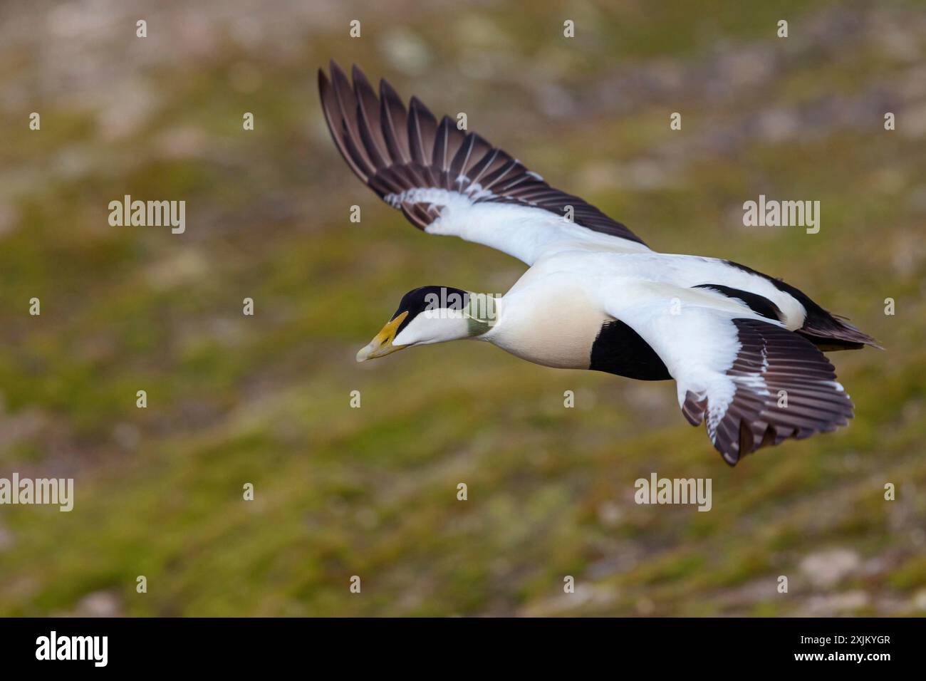 Common eider (Somateria mollissima), duck, drake, flight photo ...
