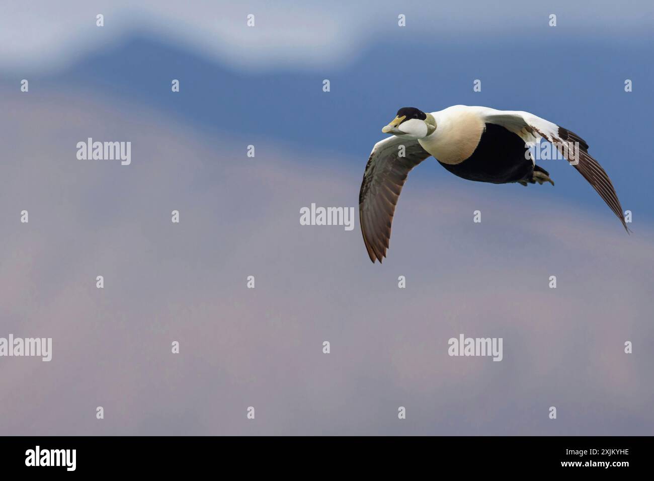 Common eider (Somateria mollissima), duck, drake, flight photo ...