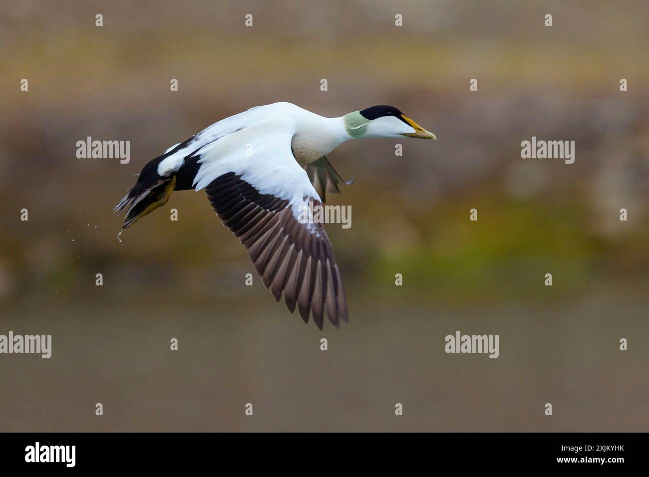 Common eider (Somateria mollissima), duck, drake, flight photo ...