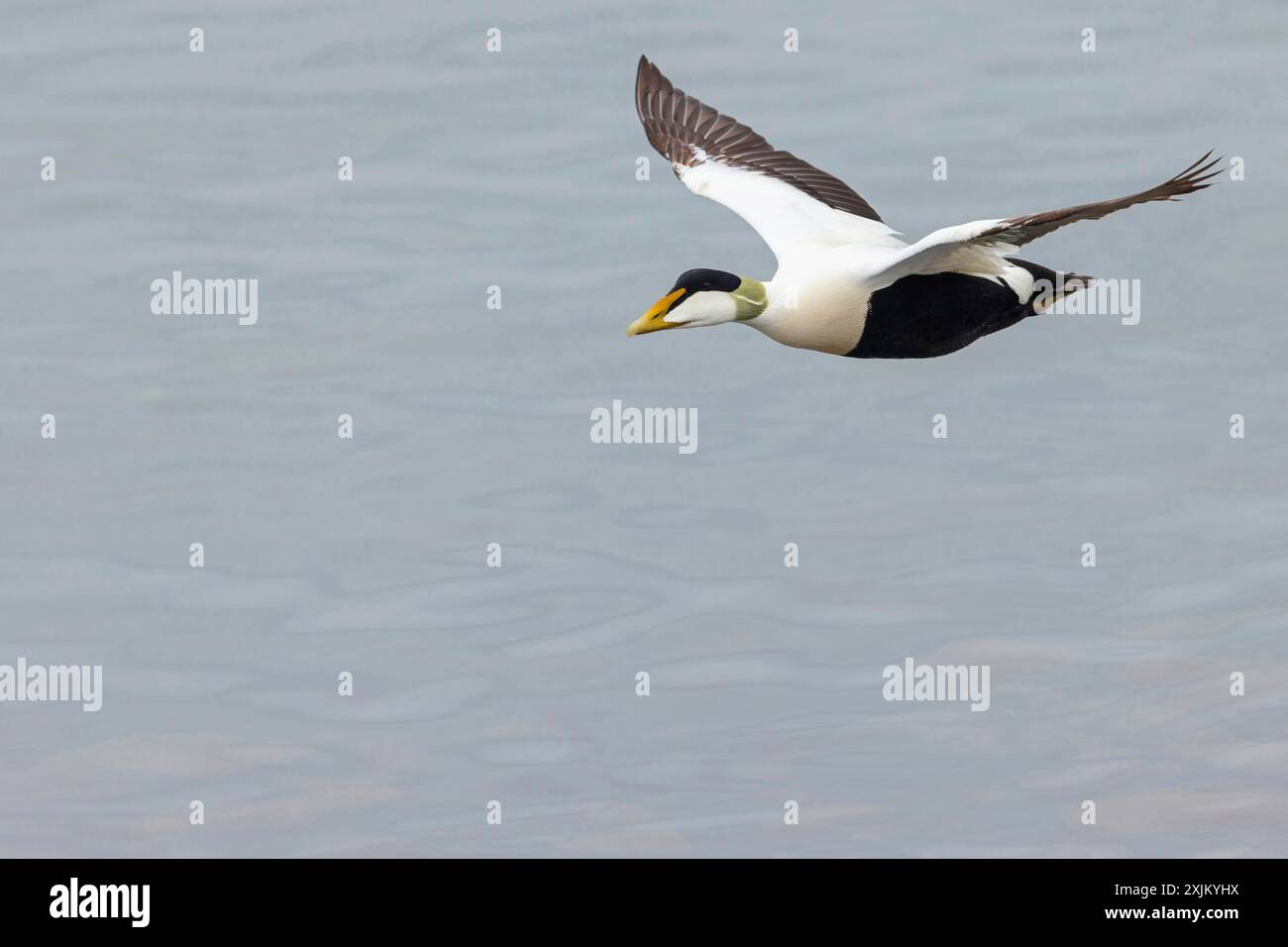 Common eider (Somateria mollissima), duck, drake, flight photo ...