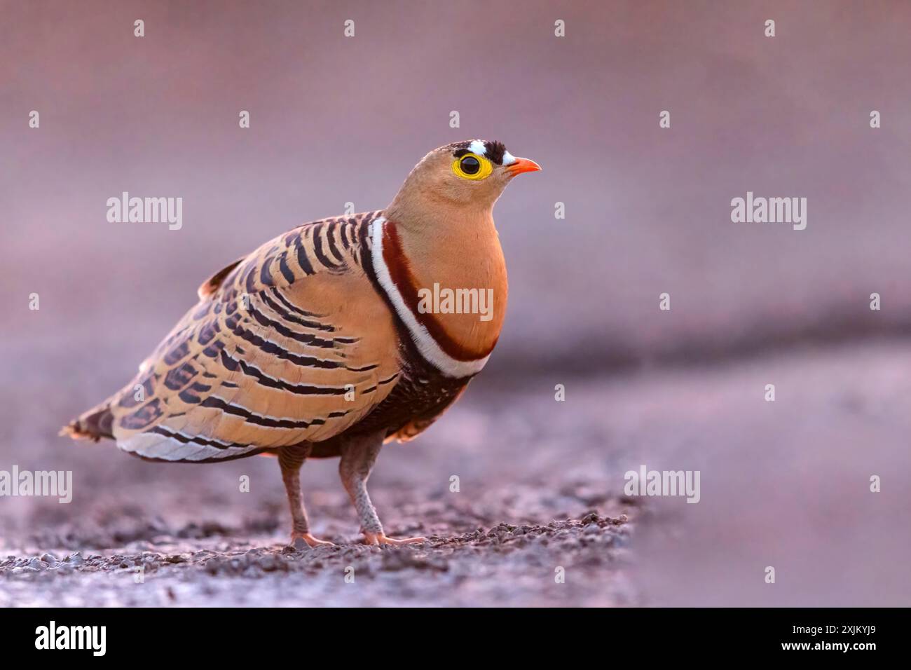 Bush flying fowl, (Pterocles quadricintus), three-banded flying fowl ...