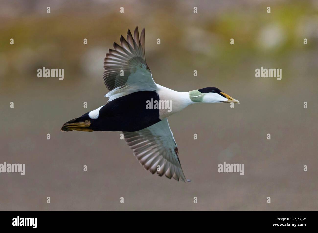 Common eider (Somateria mollissima), duck, drake, flight photo ...