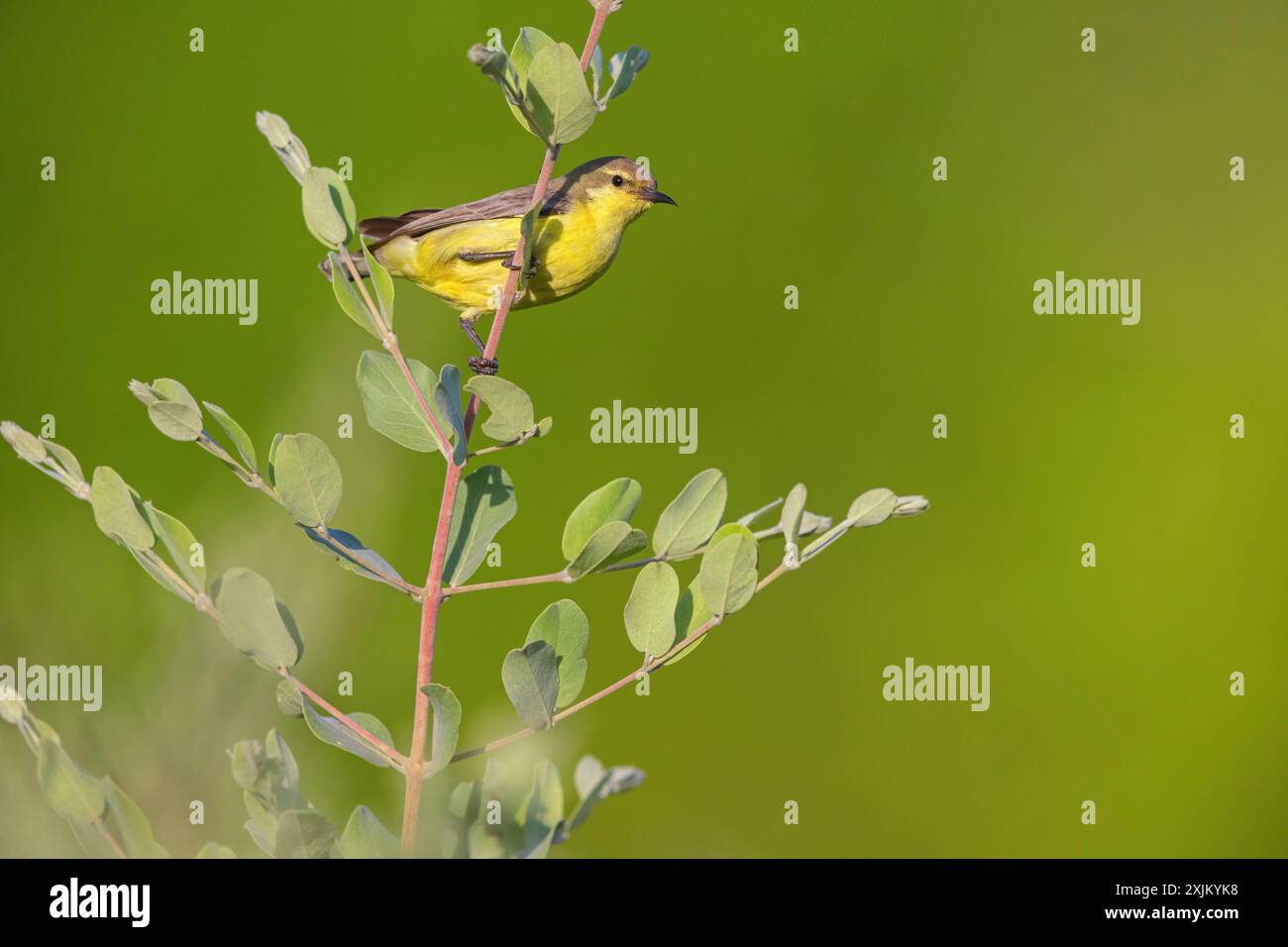 Green-breasted Sunbird, Green-throated Sunbird, Hedydipna platura ...