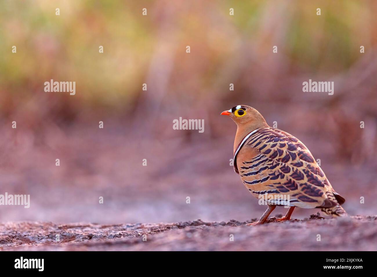 Bush flying fowl, (Pterocles quadricintus), three-banded flying fowl ...