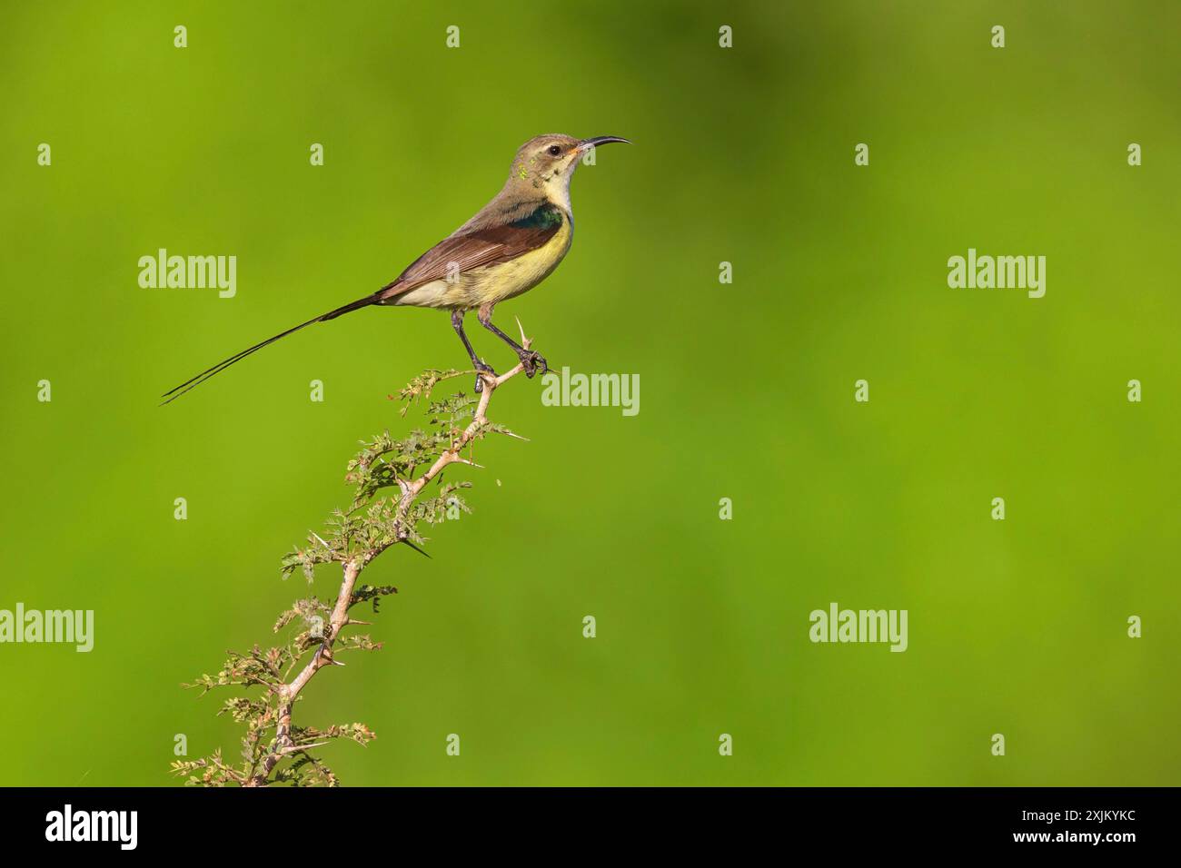 Green-breasted Sunbird, Green-throated Sunbird, Hedydipna platura ...