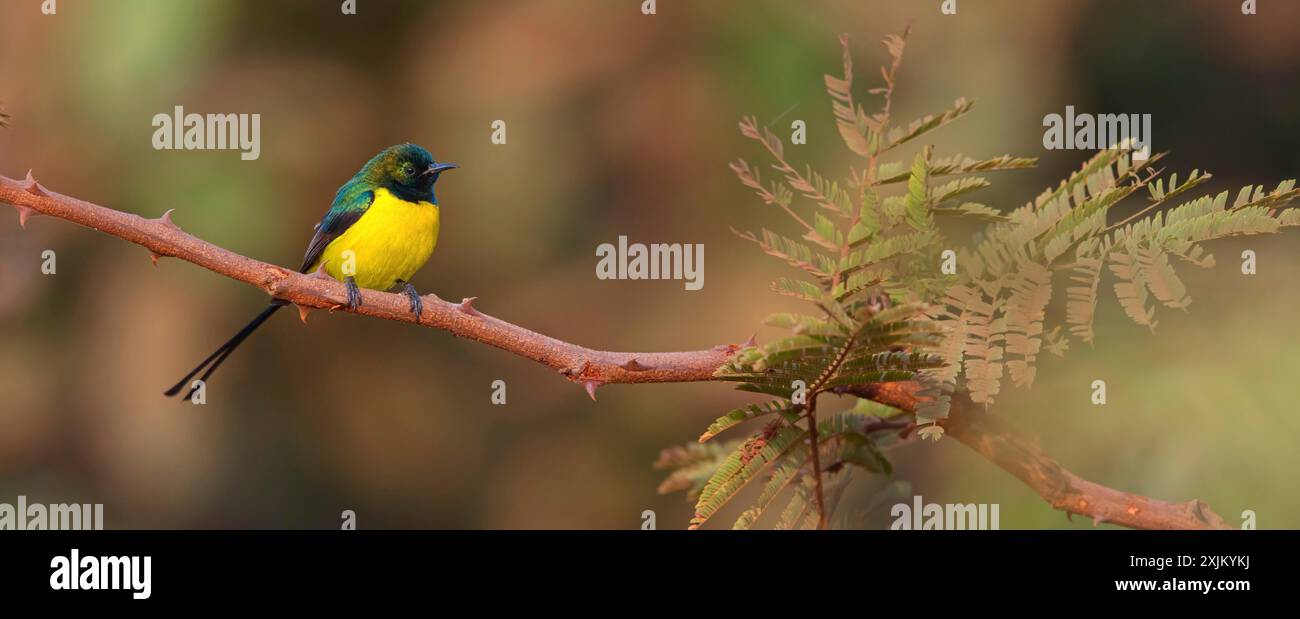 Green-breasted Sunbird, Green-throated Sunbird, Hedydipna platura ...