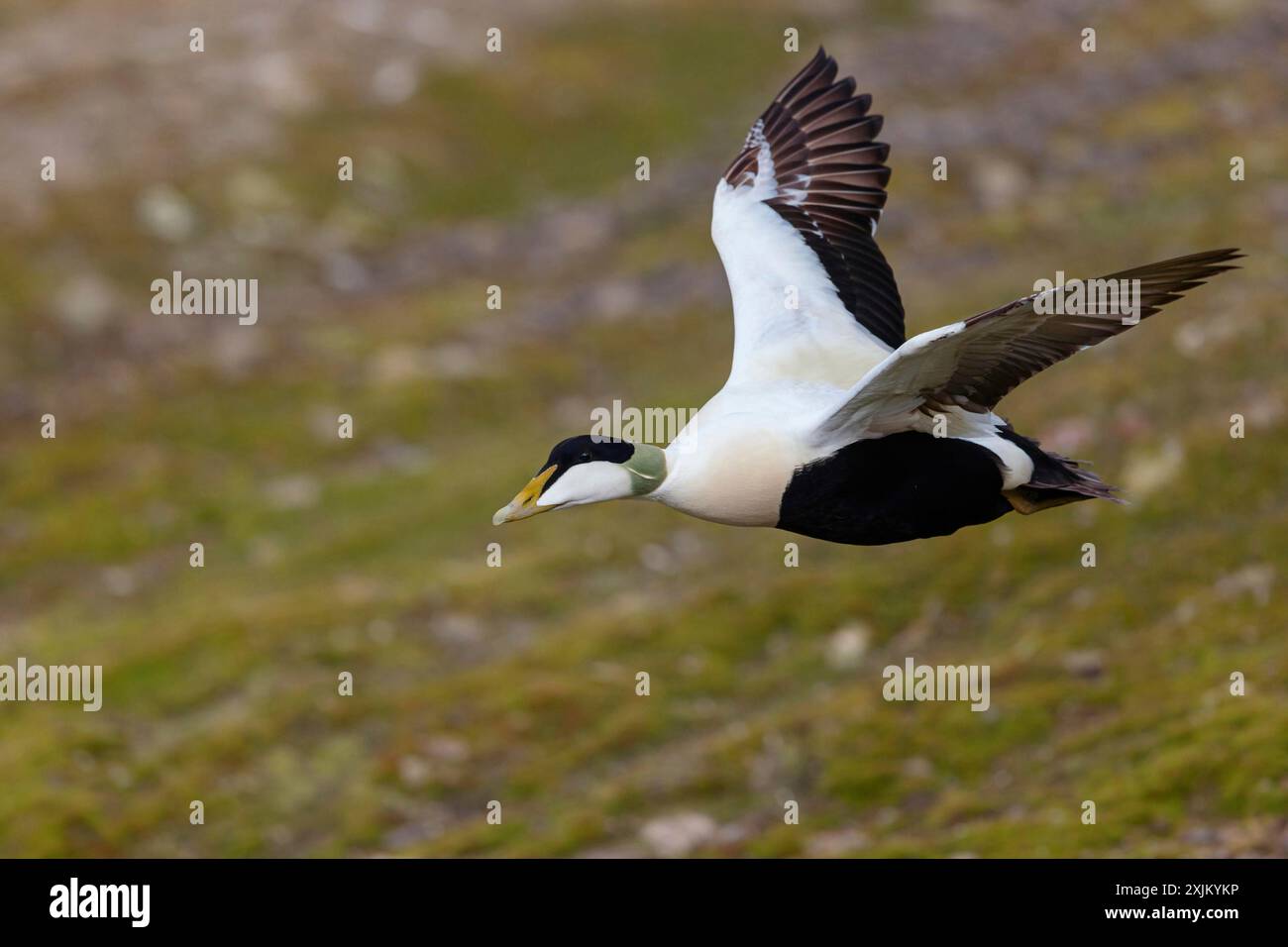 Common eider (Somateria mollissima), duck, drake, flight photo ...