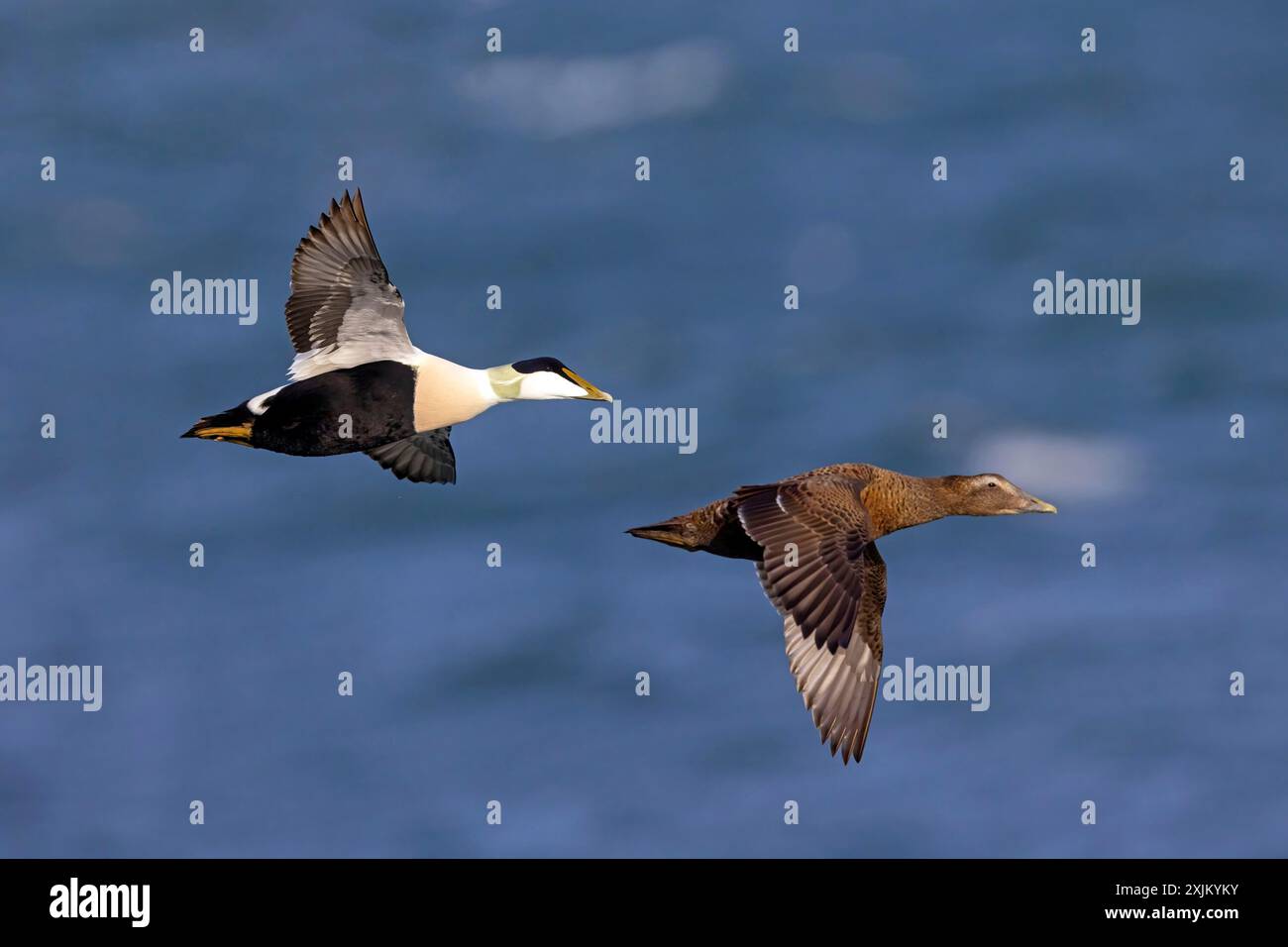 Common eider (Somateria mollissima), ducks, drake and female, pair ...