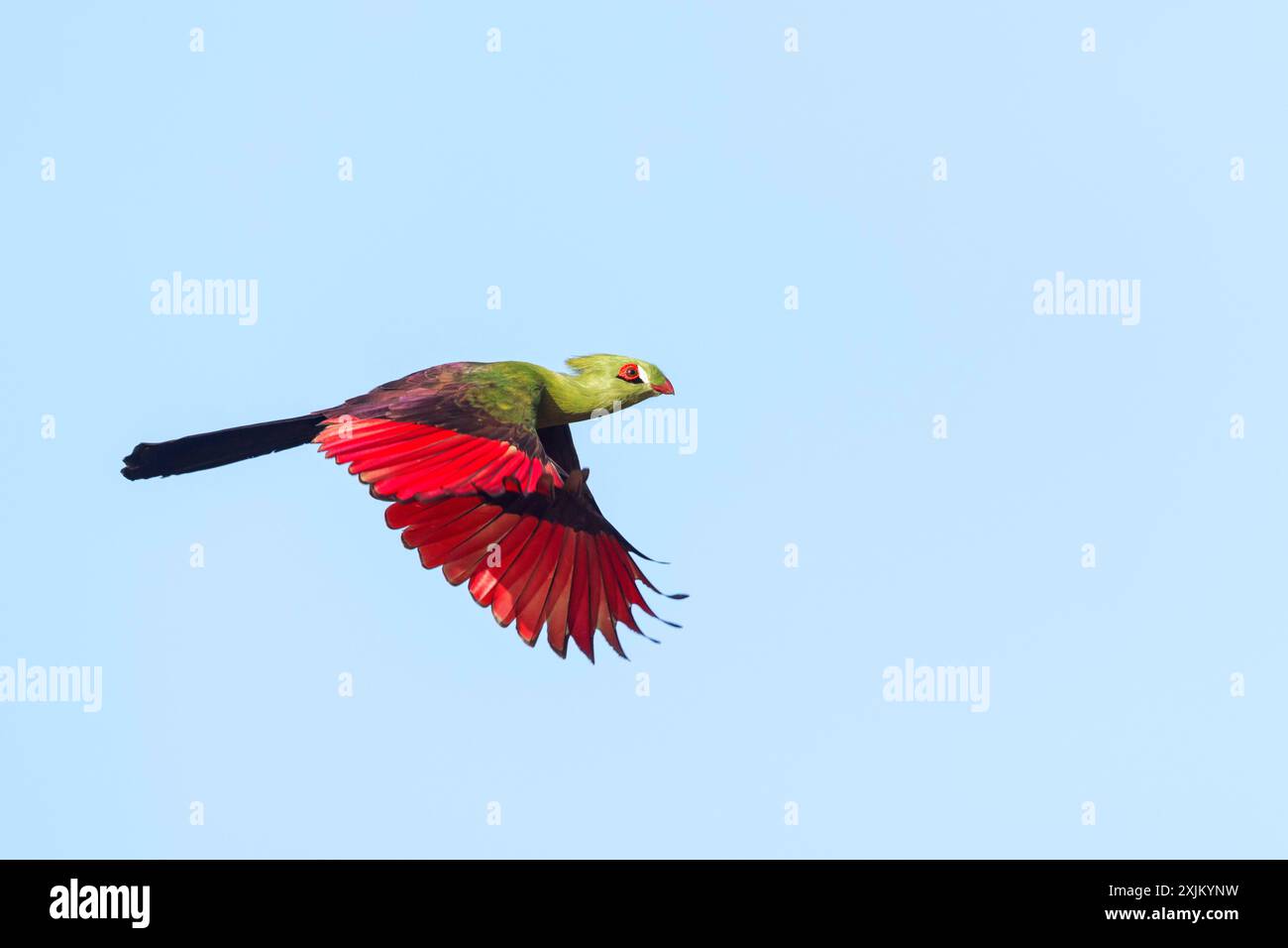 Guinea turaco (Tauraco persa), family of native turacos, aerial view ...