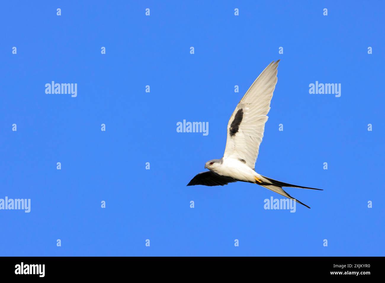 Swallow-tailed Kite, (Chelictinia riocourii), also Scissor-tailed Kite ...