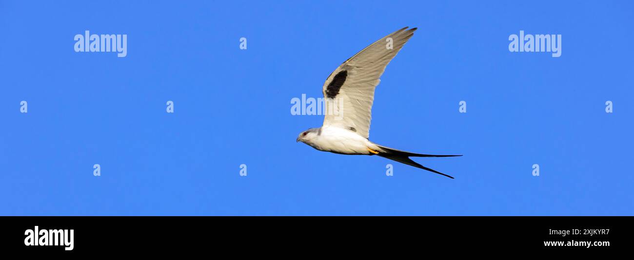 Swallow-tailed Kite, (Chelictinia riocourii), also Scissor-tailed Kite ...