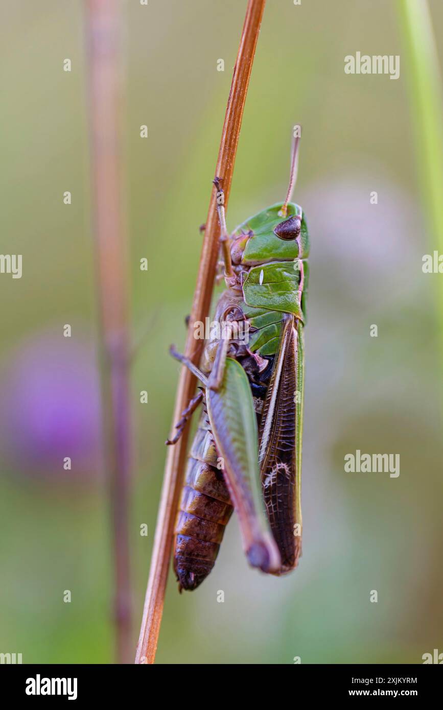 Stripe-winged grasshopper (Stenobothrus lineatus), grasshopper, short ...
