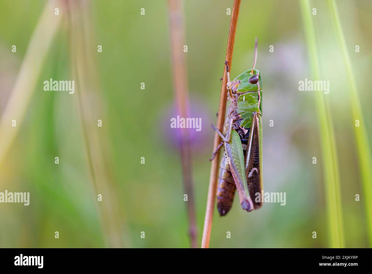 Stripe-winged grasshopper (Stenobothrus lineatus), grasshopper, short ...