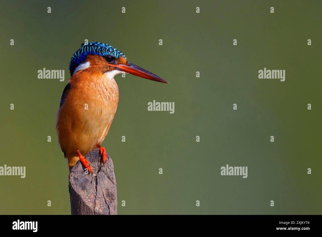 Crested Kingfisher, Corythohrnis cristatus, (Alcedo cristata ...