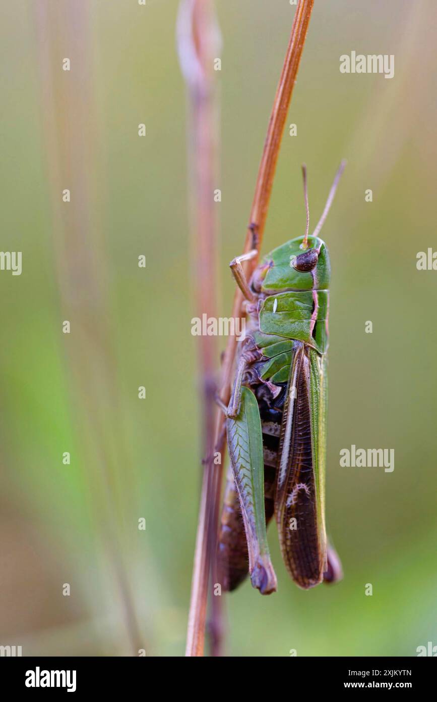 Stripe-winged grasshopper (Stenobothrus lineatus), grasshopper, short ...