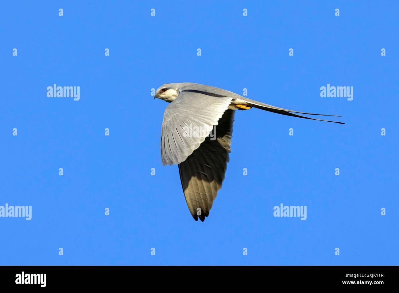Swallow-tailed Kite, (Chelictinia riocourii), also Scissor-tailed Kite ...