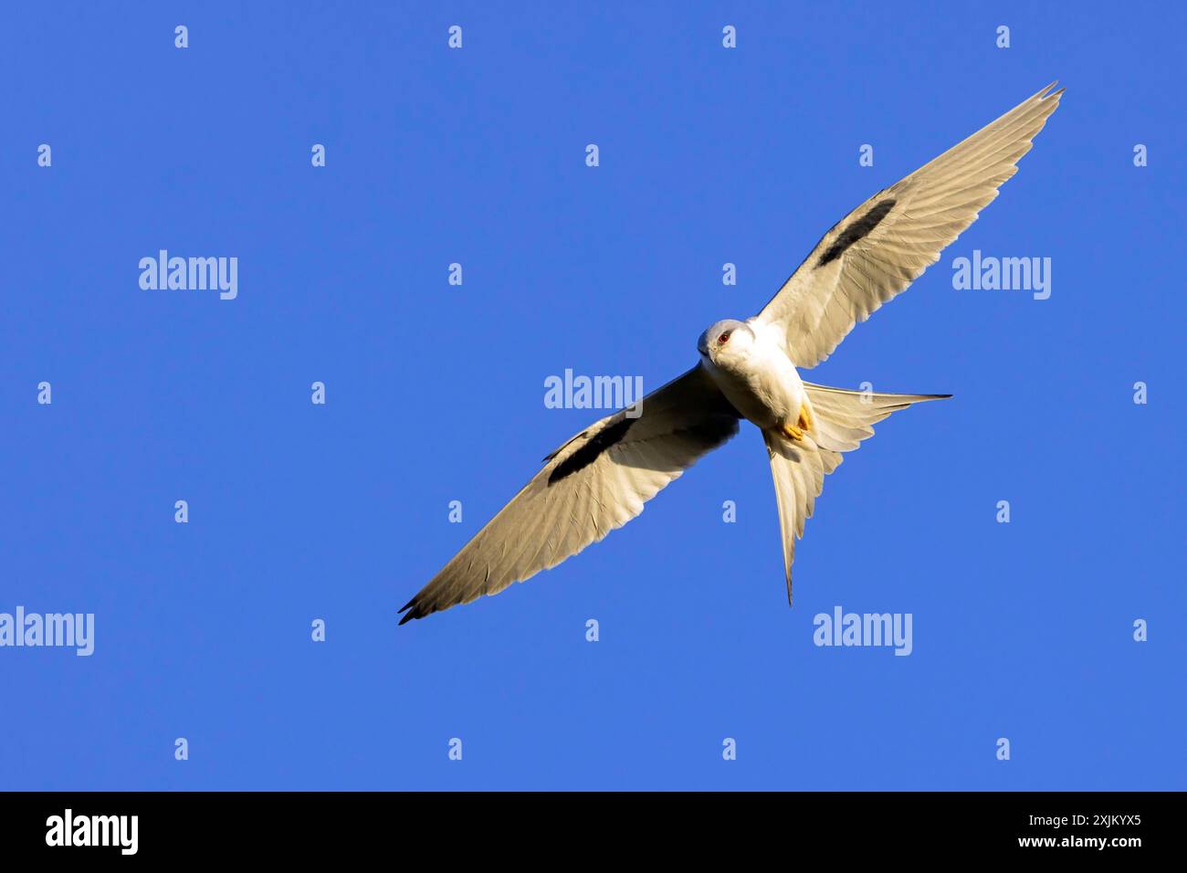 Swallow-tailed Kite, (Chelictinia riocourii), also Scissor-tailed Kite ...