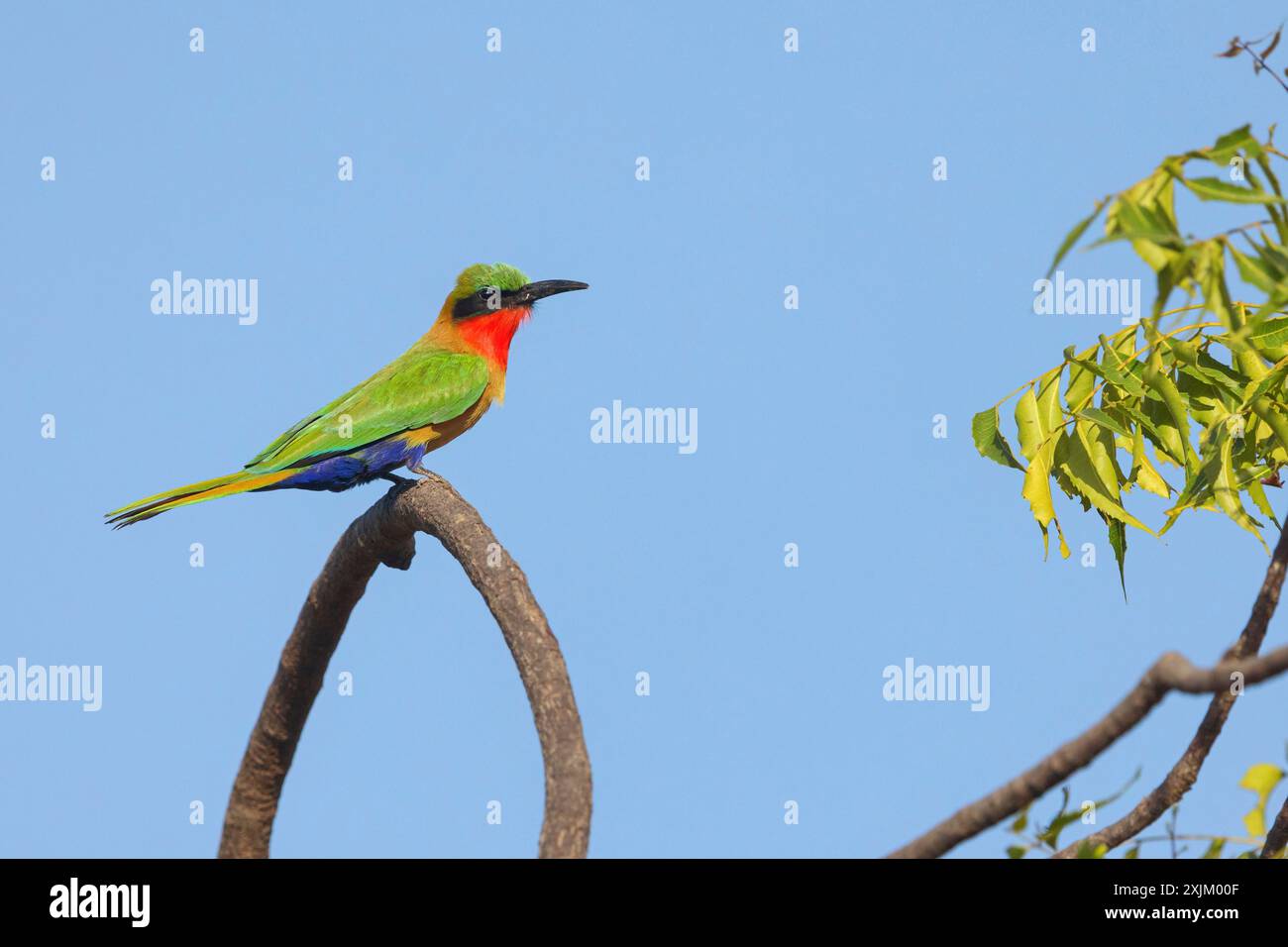 African red bee eater hi-res stock photography and images - Alamy