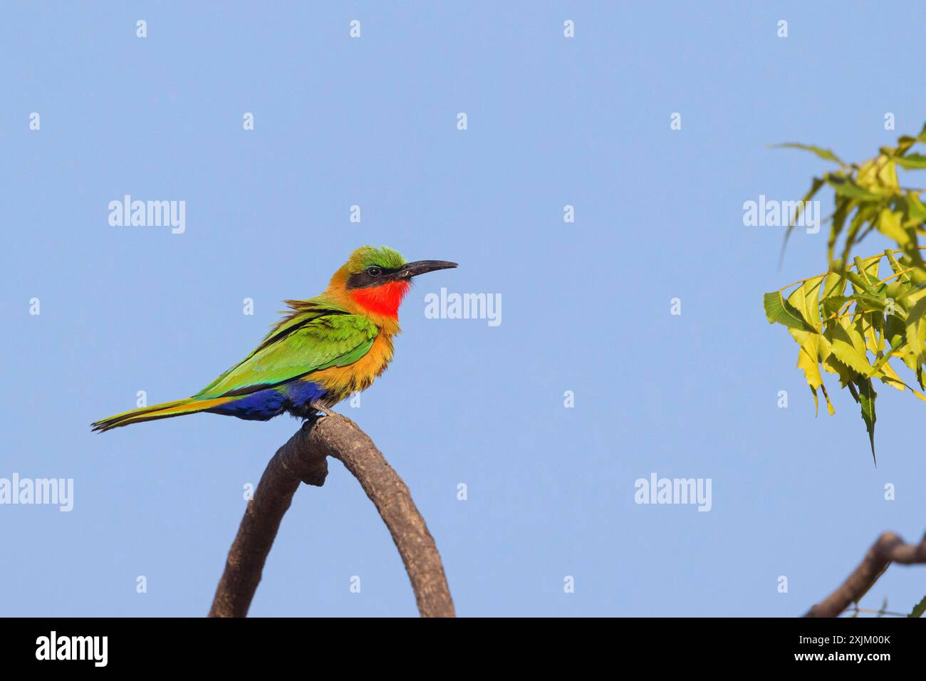 African red bee eater hi-res stock photography and images - Alamy