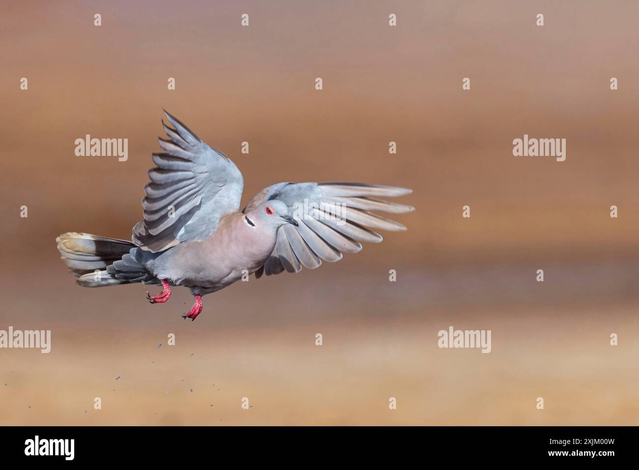 Mourning collared dove (Streptopelia decipiens), Lamin rice fields ...