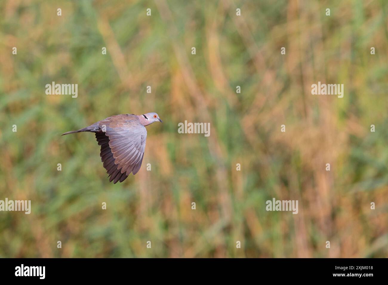 Mourning collared dove (Streptopelia decipiens), Lamin rice fields ...