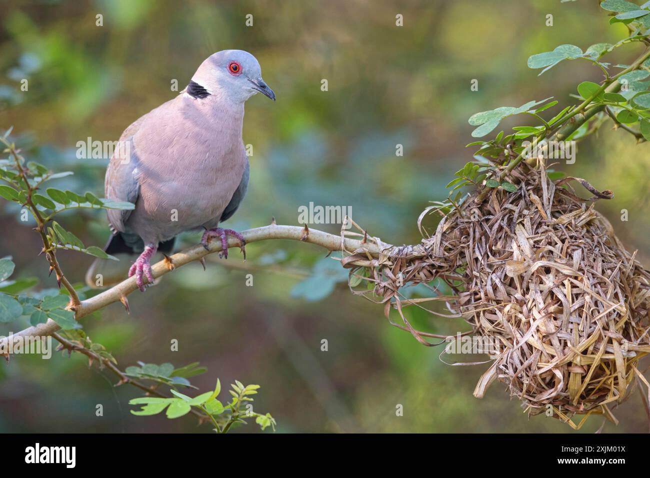 Mourning collared dove (Streptopelia decipiens), Lamin rice fields ...