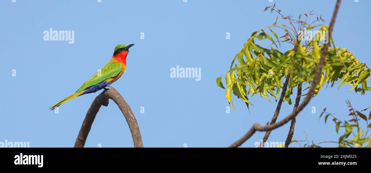 African red bee eater hi-res stock photography and images - Alamy