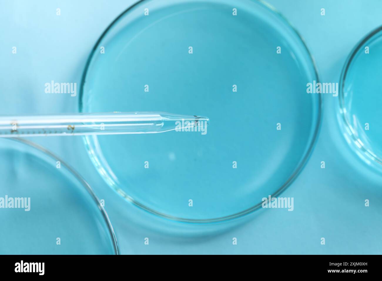 Dripping liquid from pipette into petri dish at light table, top view ...
