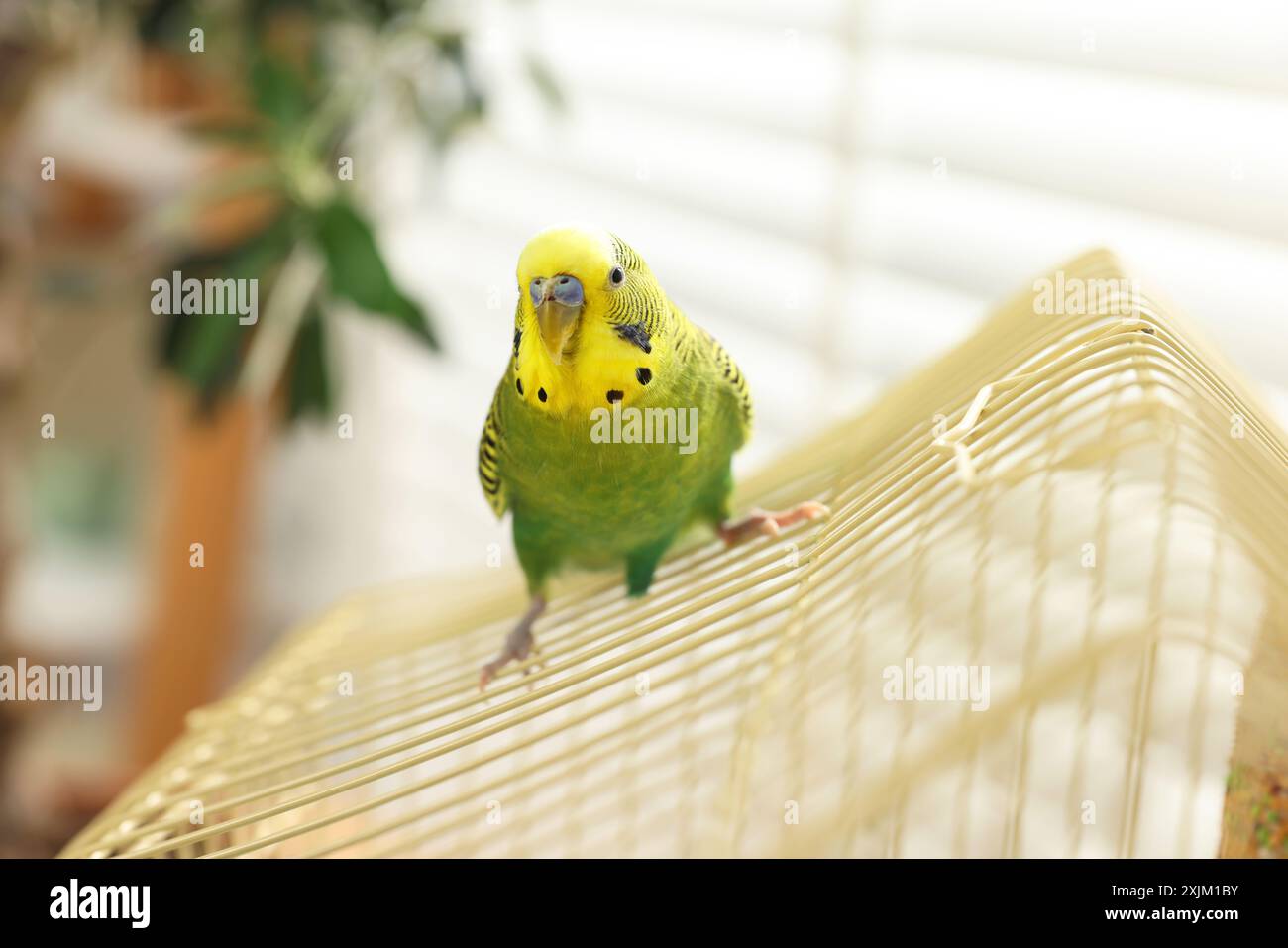 Pet parrot. Beautiful budgerigar sitting on cage indoors Stock Photo ...