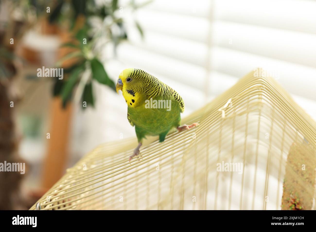 Pet parrot. Beautiful budgerigar sitting on cage indoors Stock Photo ...