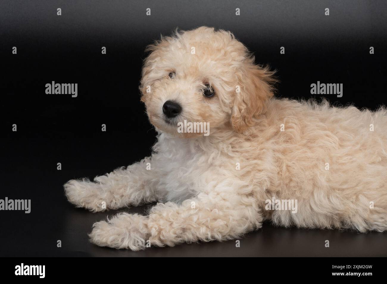 Cute poodle puppy dog lay on black studio background Stock Photo - Alamy