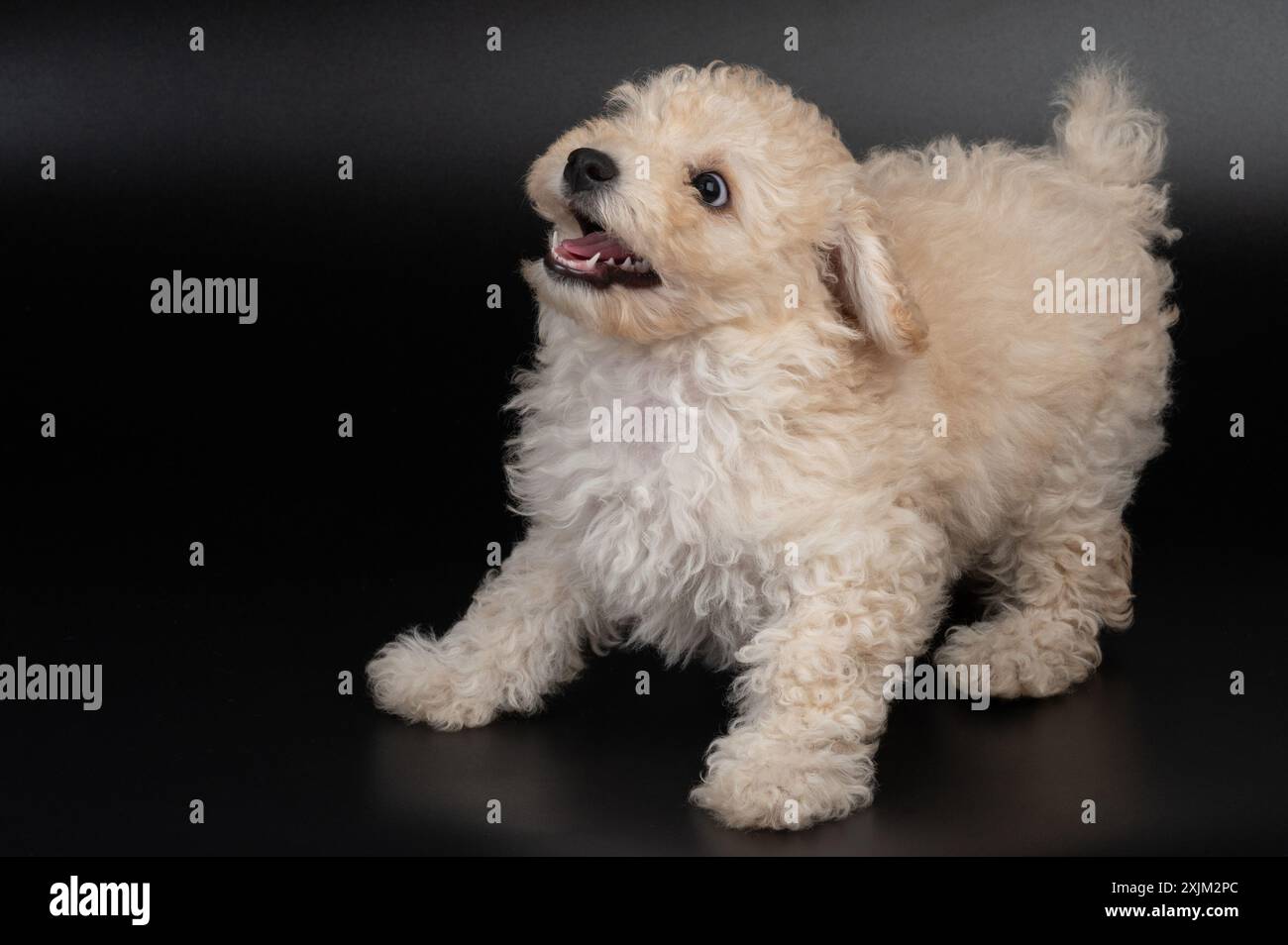 Crazy playful fluffy poodle puppy dog isolated on black studio ...