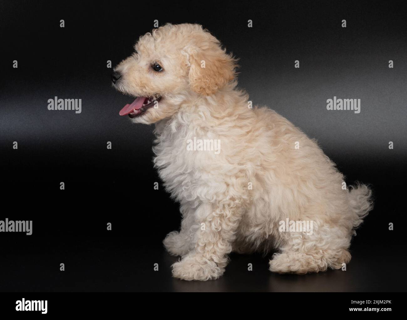 Profile portrait of poodle puppy isolated on black studio background ...