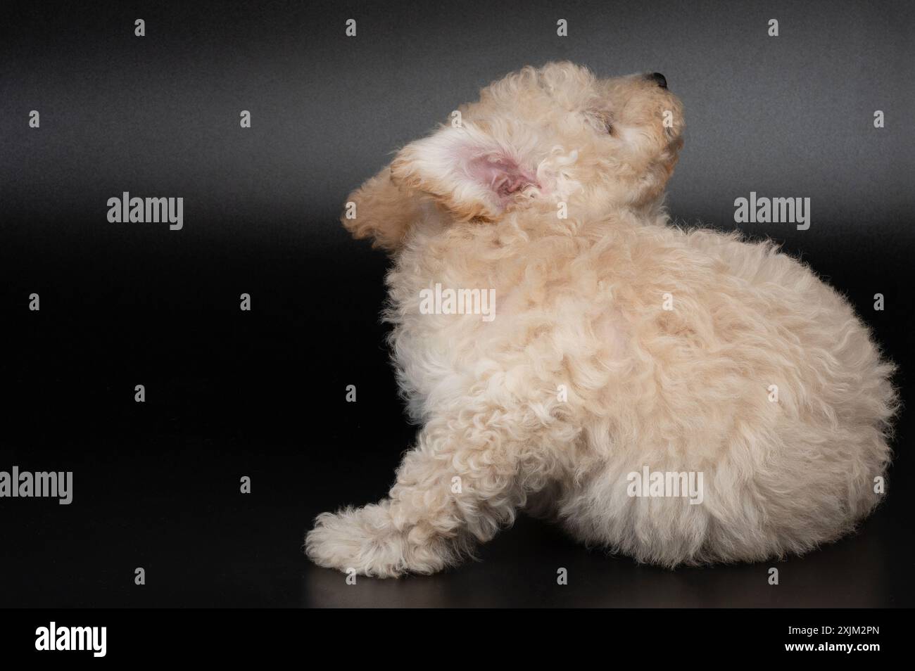 Skin allergy hi-res stock photography and images - Alamy