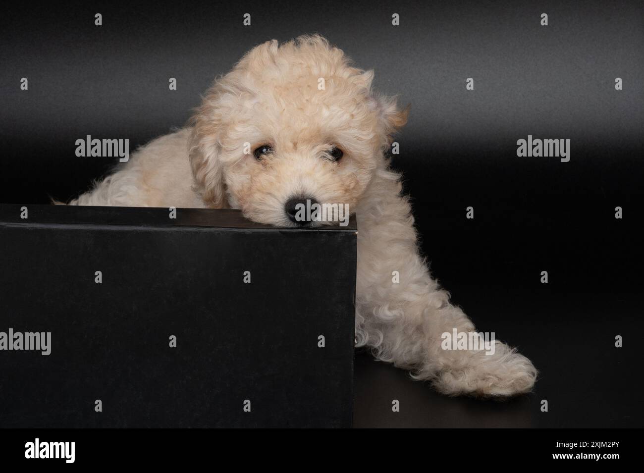 Poodle puppy laying on black box isolated on studio background Stock ...