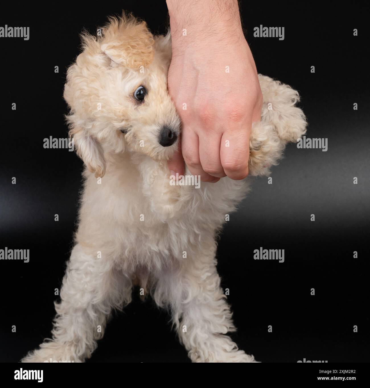 Poodles play hi-res stock photography and images - Alamy