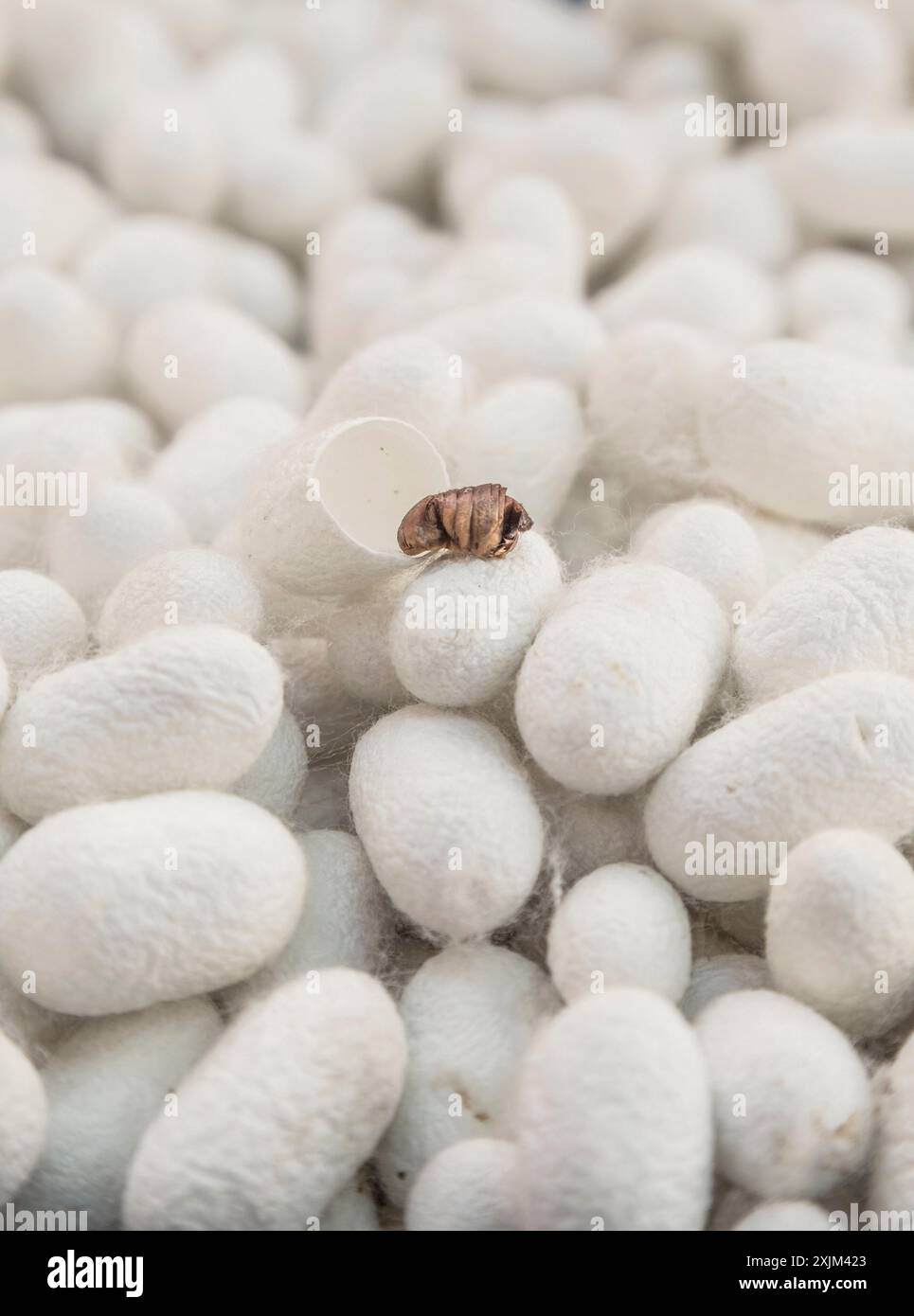 Silkworm chrysalis on white cocoon background Stock Photo - Alamy