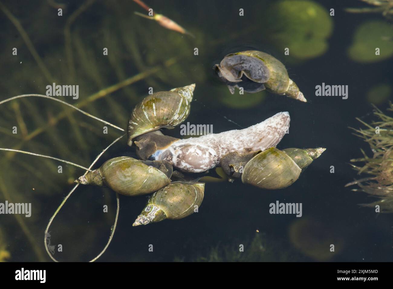 Lymnaea stagnalis, The great pond snails eating a dead slug floating on ...
