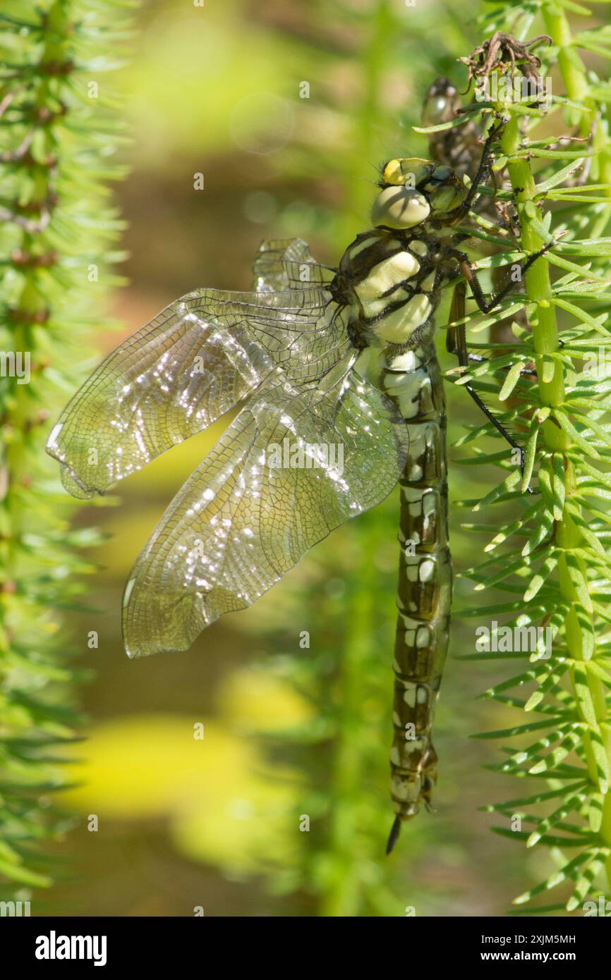 dragonfly unsuccessfully metamorphosing, it has damaged crumpled ...