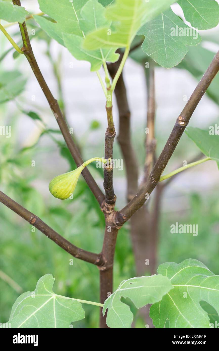 Budding plant hi-res stock photography and images - Alamy