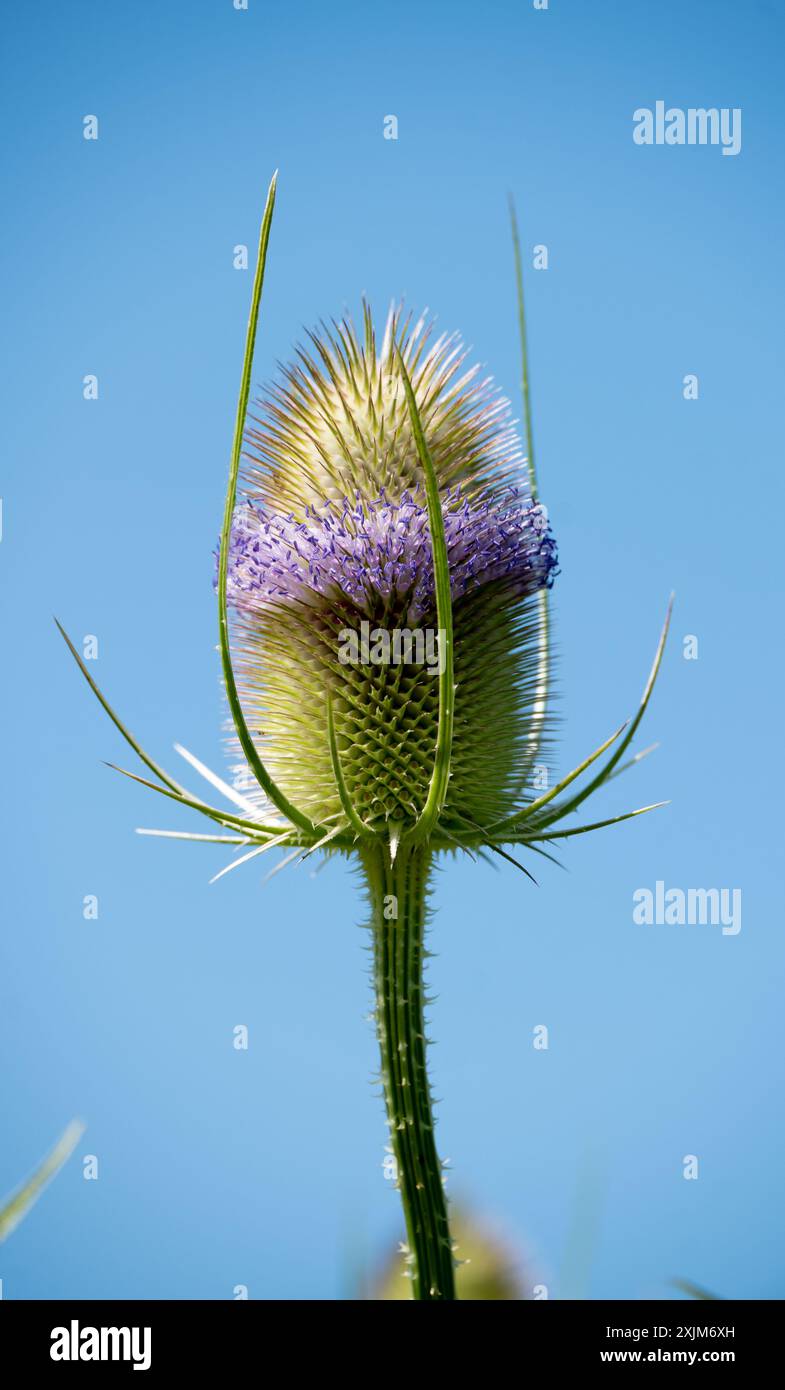 Teasel uk flower hi-res stock photography and images - Alamy