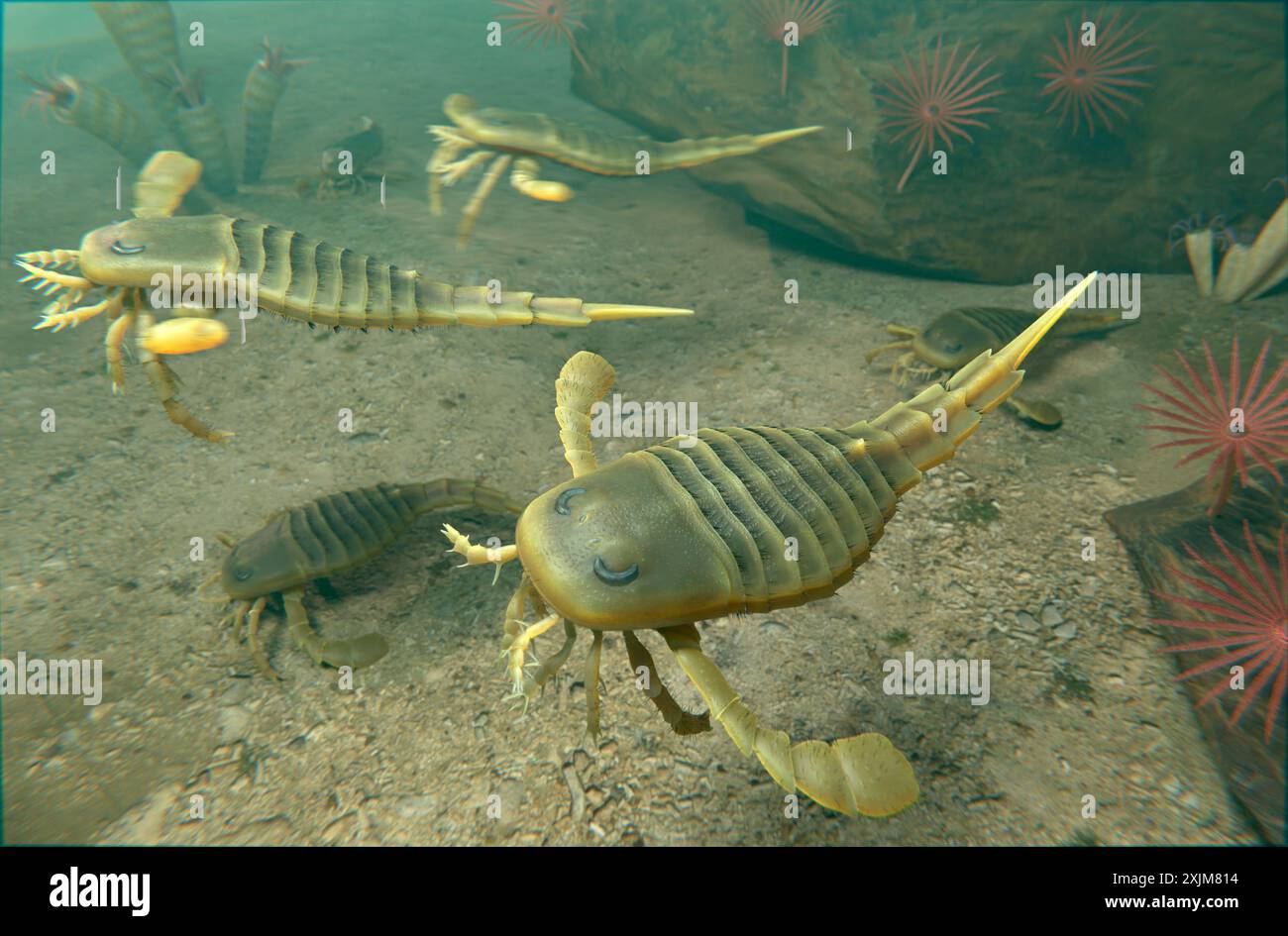An illustration of Eurypterids (Sea Scorpions) swimming on a Silurian ...