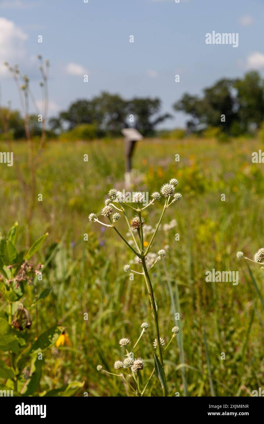The white flowers of the rattlesnake master in a northern Illinois ...