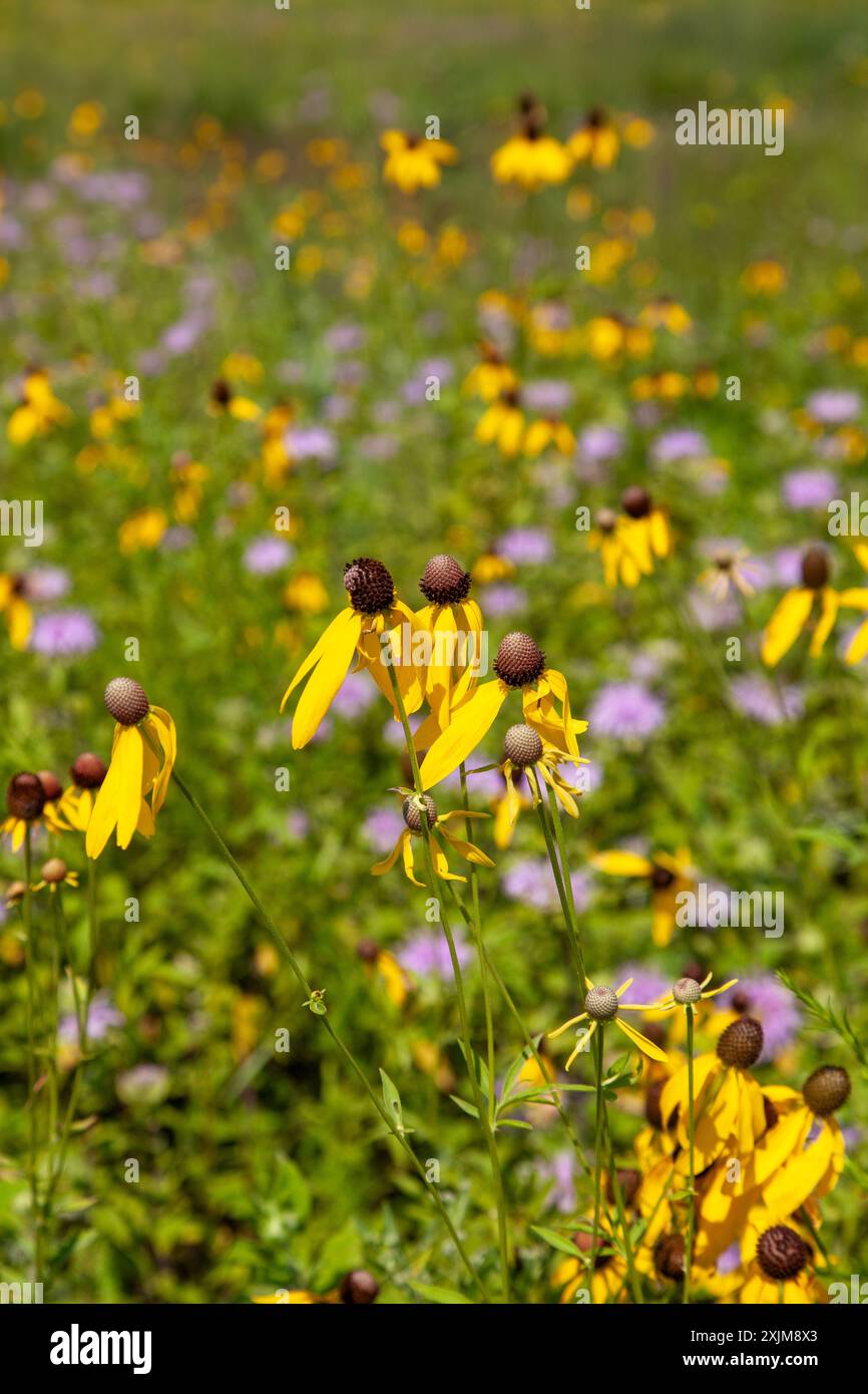 The beautiful gray-headed cone flower in a northern Illinois prairie ...