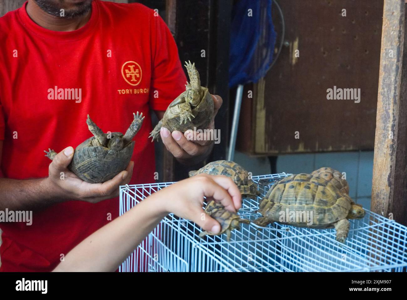 Turtle shop In Doha, Qatar Stock Photo - Alamy