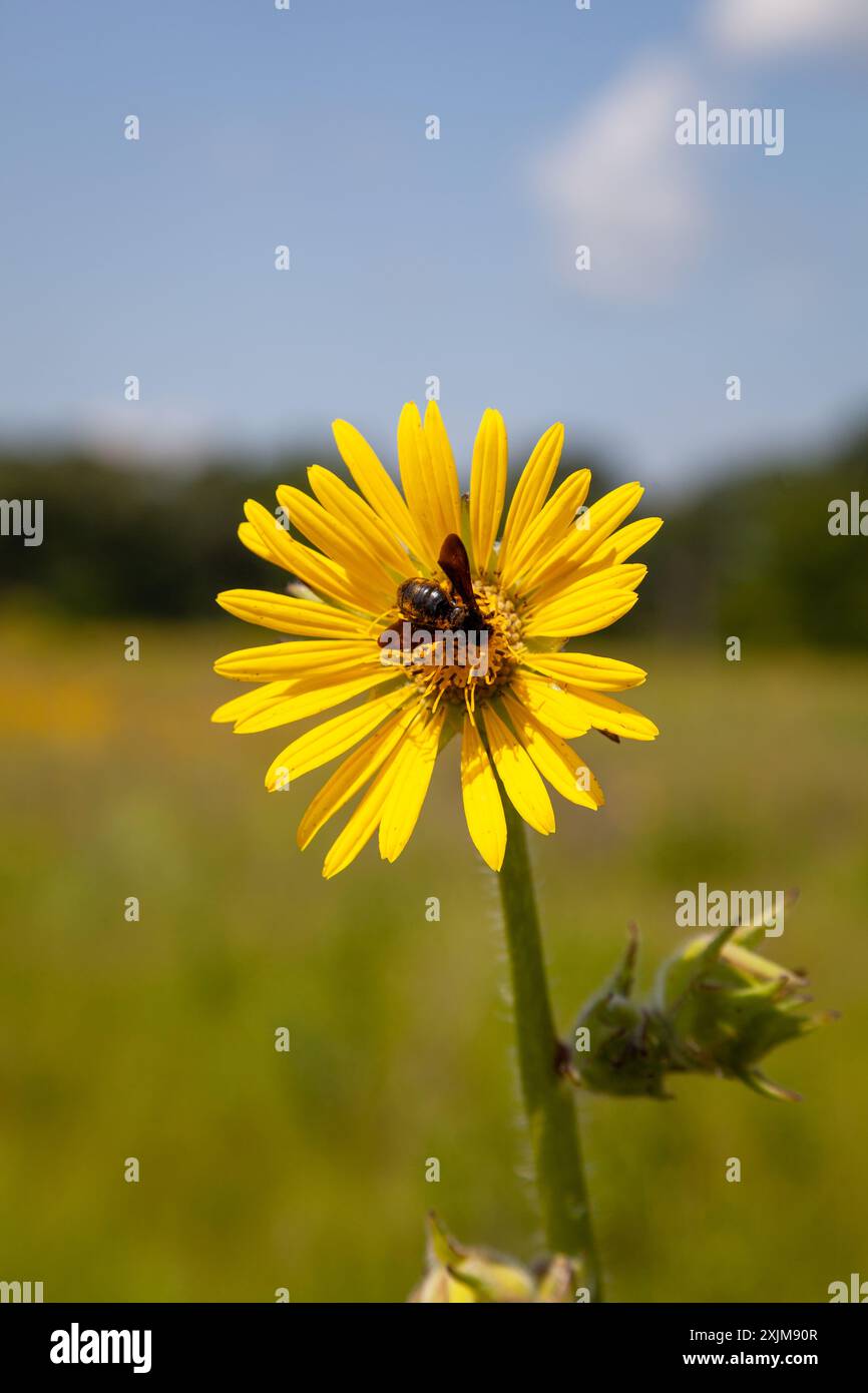 The beautiful flower of a compass plant with a bee collecting nectar ...